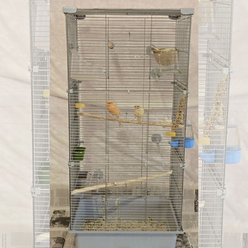 Канарейка и кенар с клеткой Красноярск