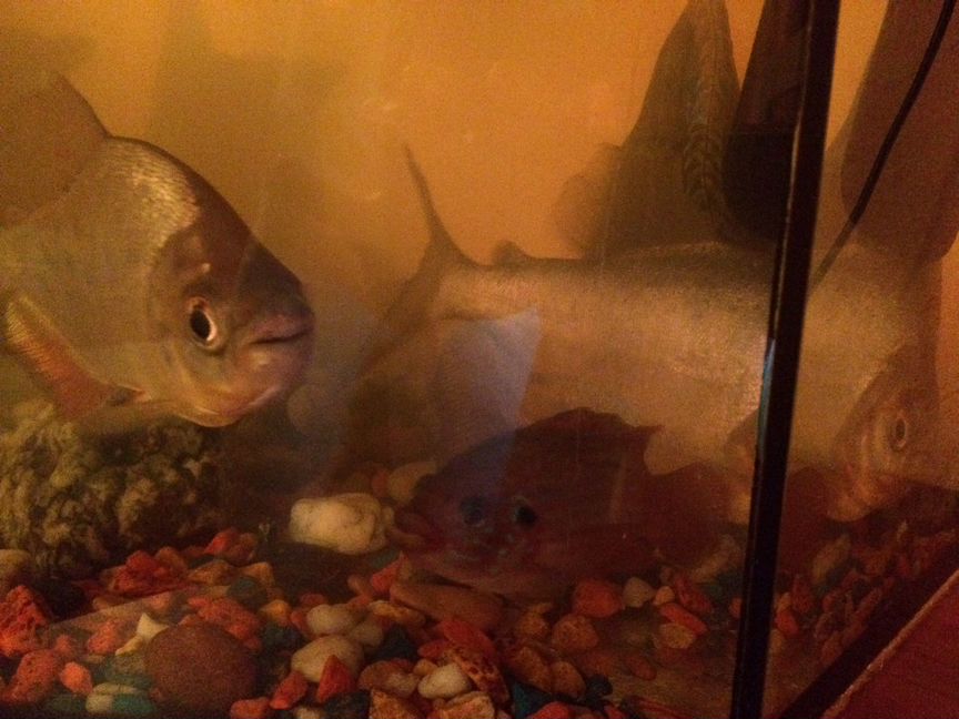 Аквариумные рыбы бесплатно