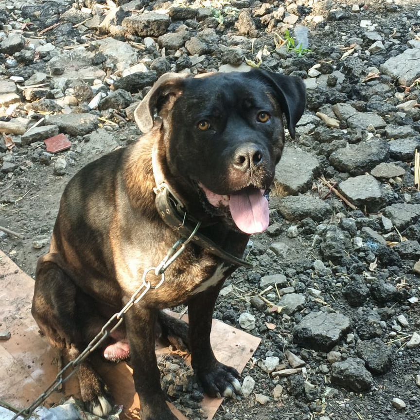 Кане корсо в добрые руки