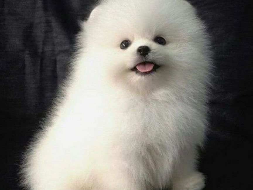 Померанский шпиц тип мишка мини