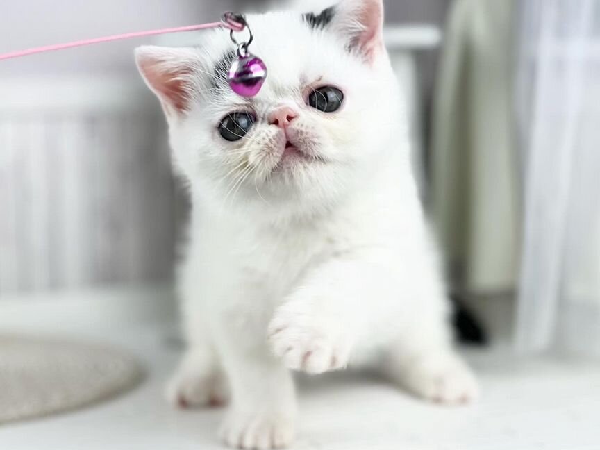 Экзотический котенок