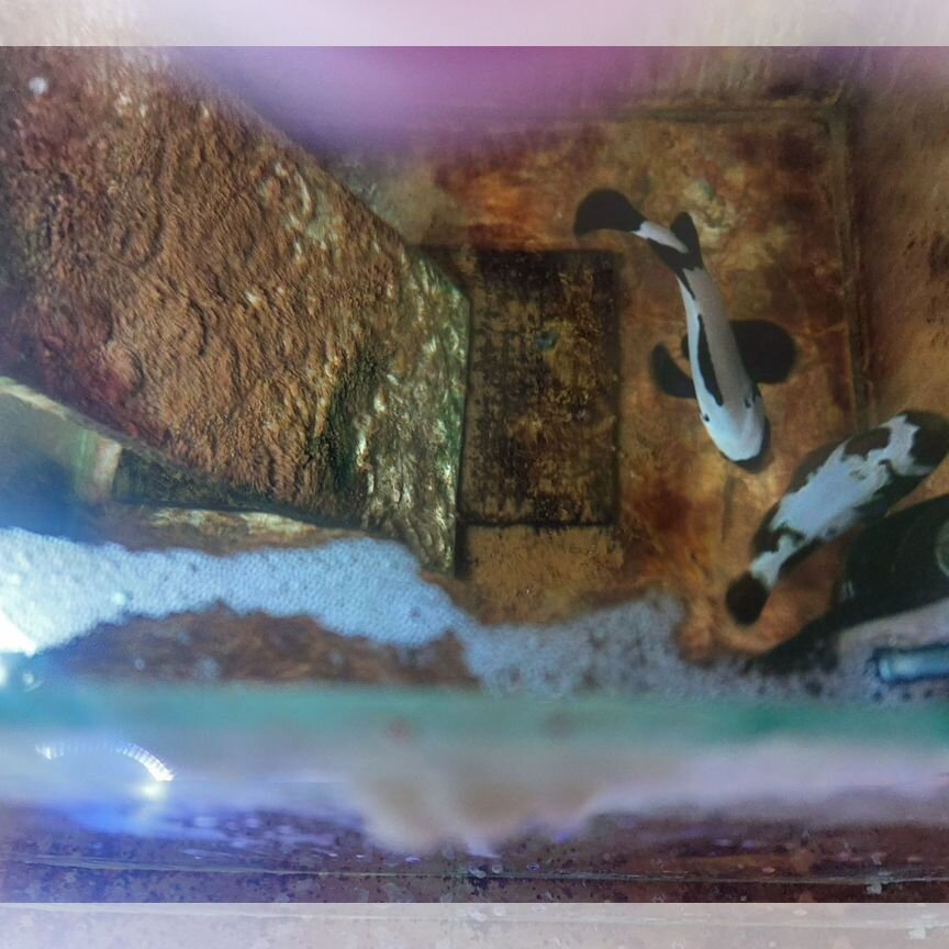 Рыбы клоуны