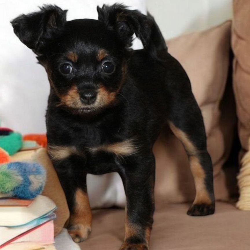 Русский той-терьер, щенок