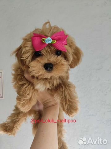 Корейские Мальтипу f1 мини