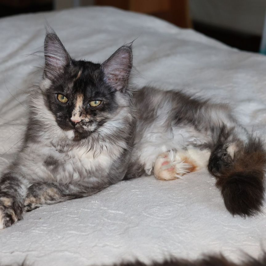 Мейн-кун девочка