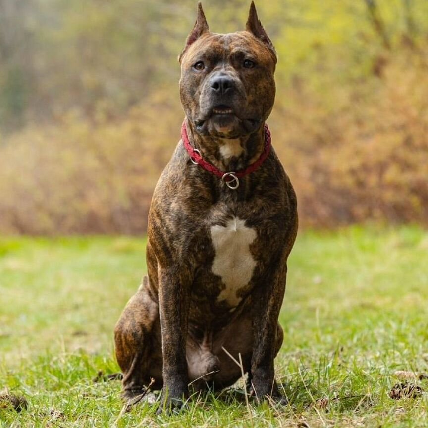 Американский стаффордширский терьер