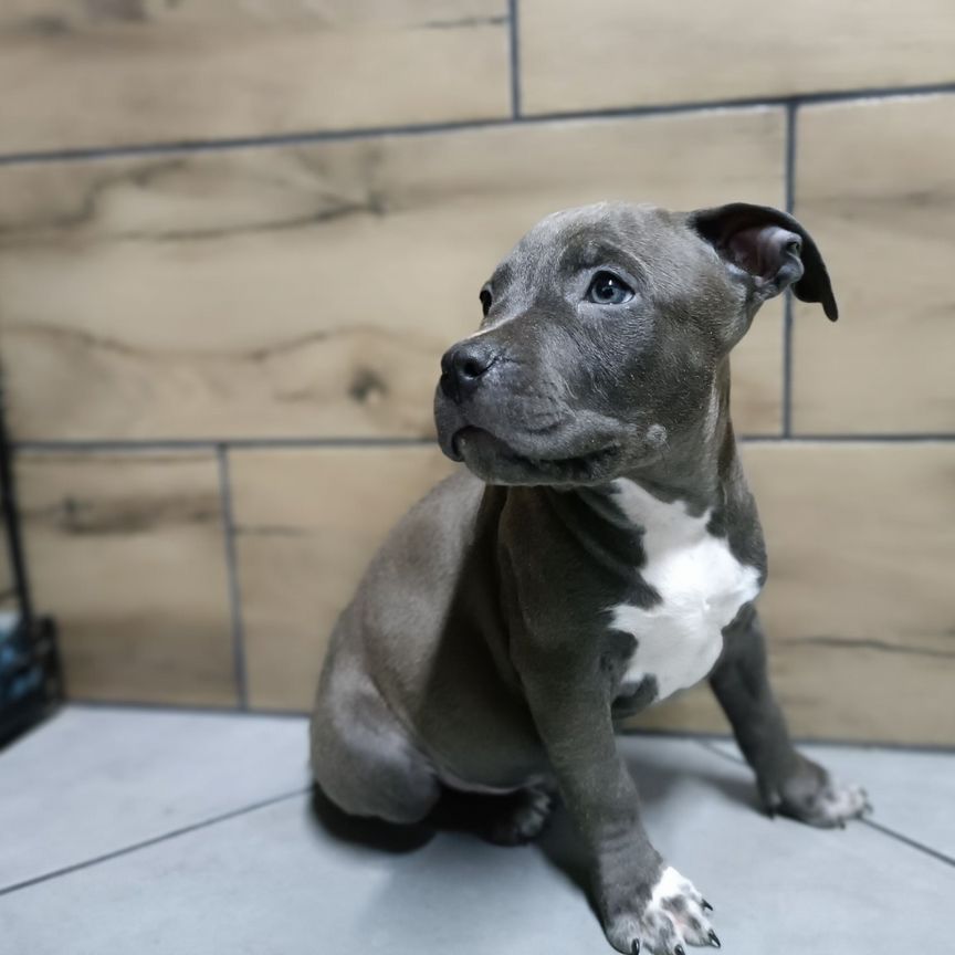 Американский стаффордширский терьер щенок