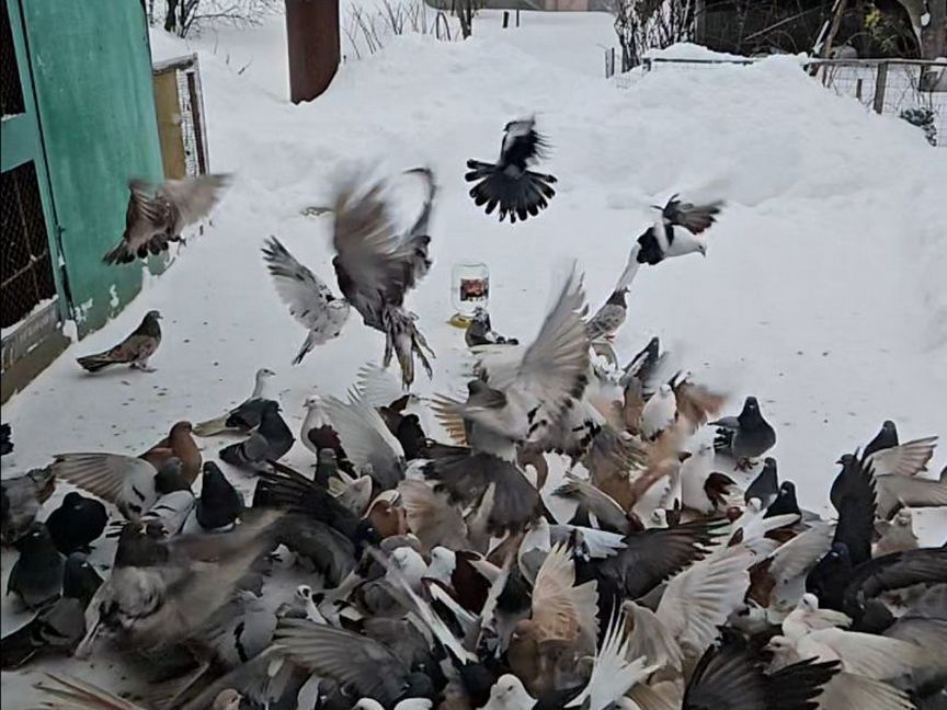 Продам драгоценных моих голубей