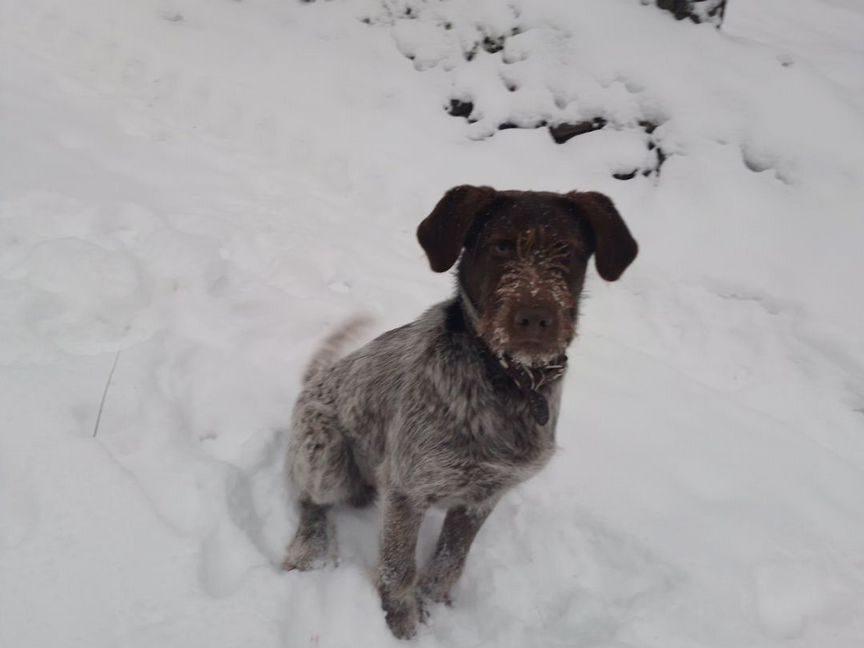 Отдам дратхаара