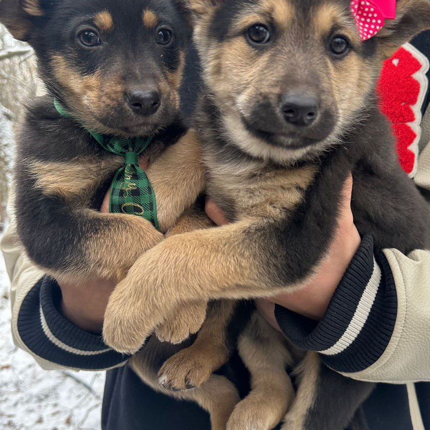 Щенки очень очень мерзнут