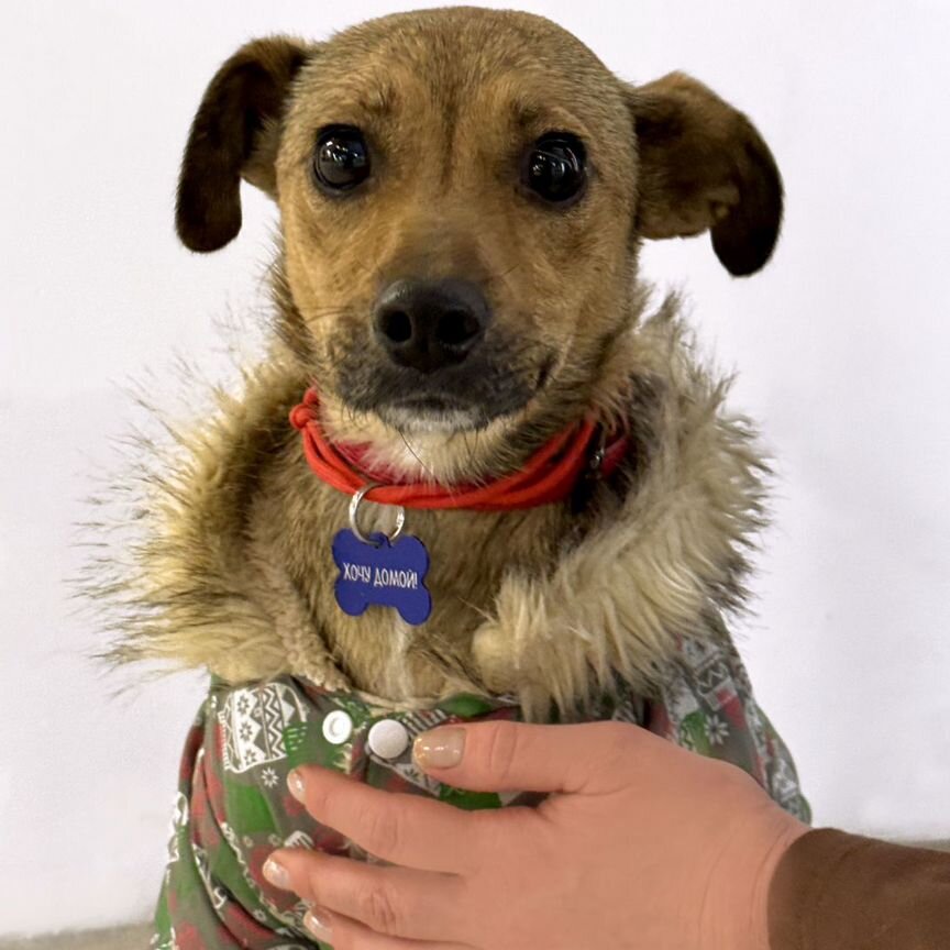 Взрослая собака в добрые руки