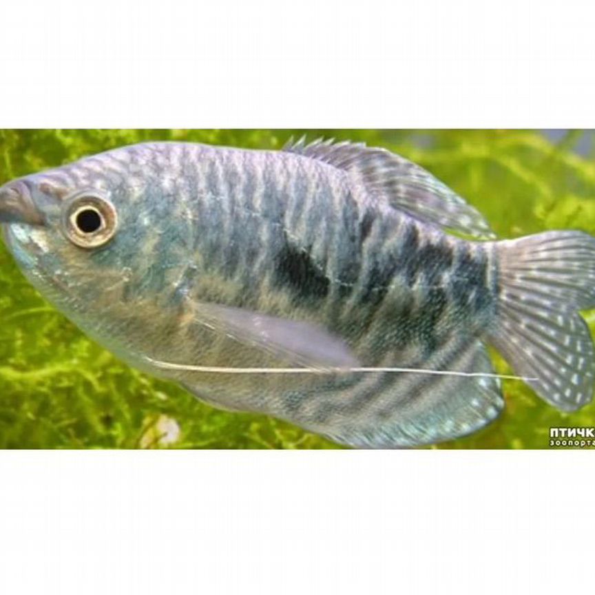 Продам аквариумных рыбок Гурами мраморные