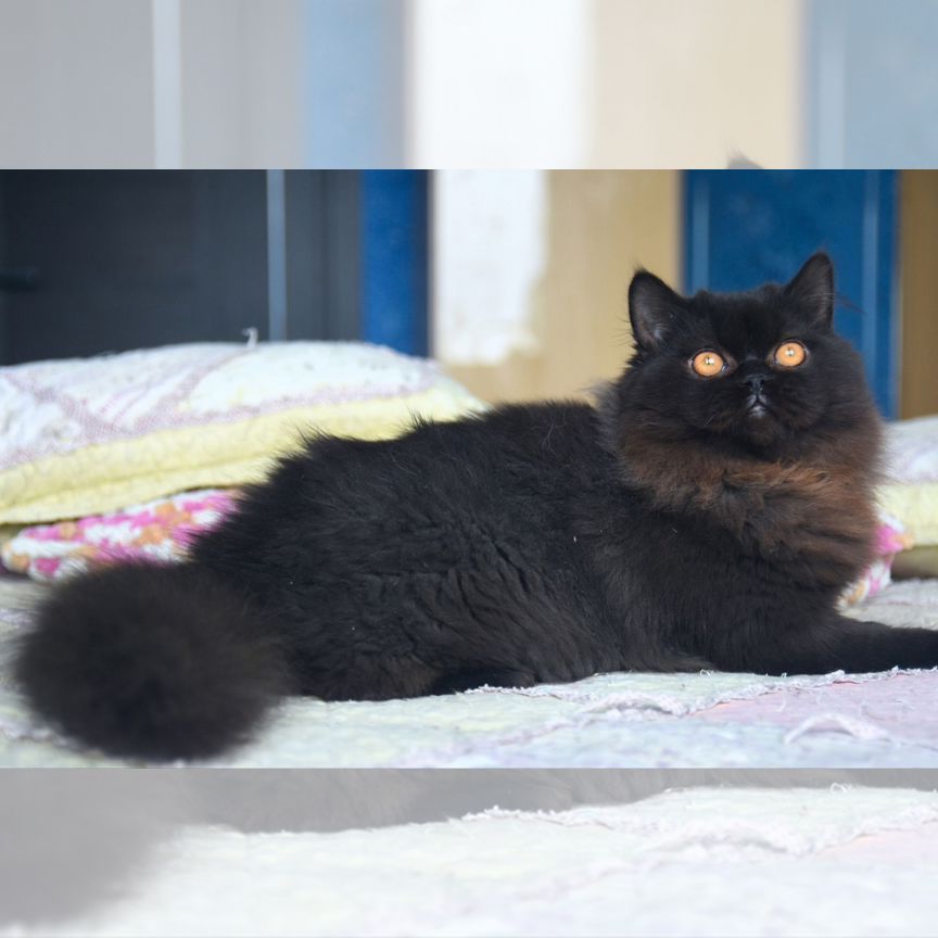 Британский длинношёрстный котёнок