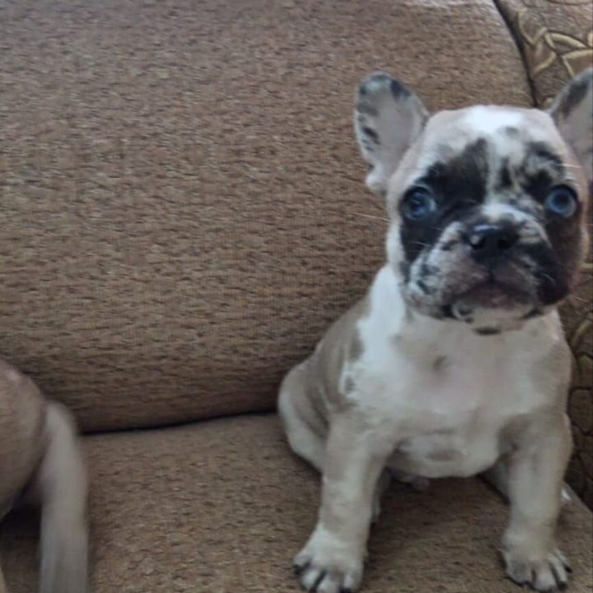 Французский бульдог щенки