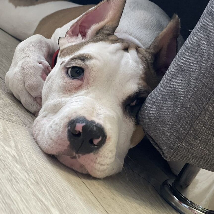 Американский стаффорд