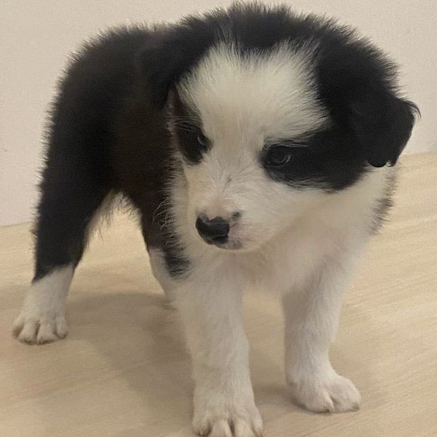 Щенки бордер колли