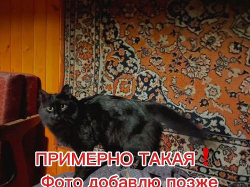 Кошка черная/коричневая бесплатно