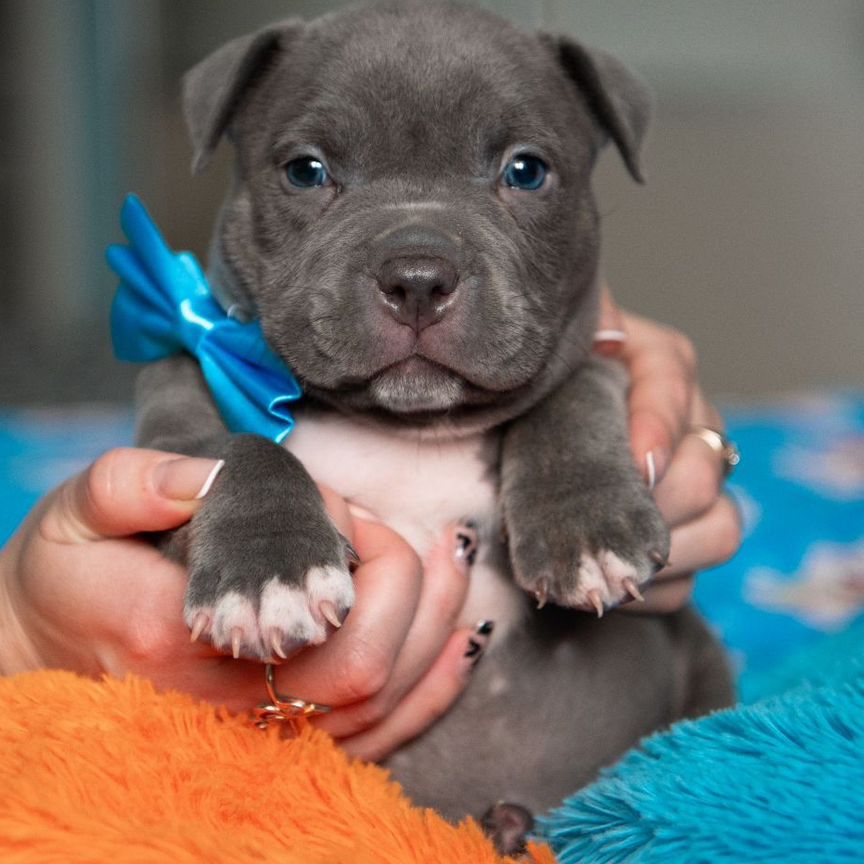 Американский булли, щенок