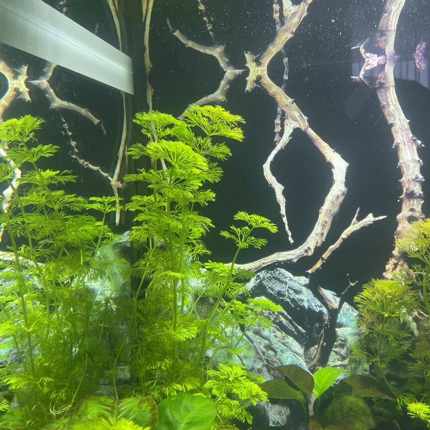 Аквариумные растения прополка
