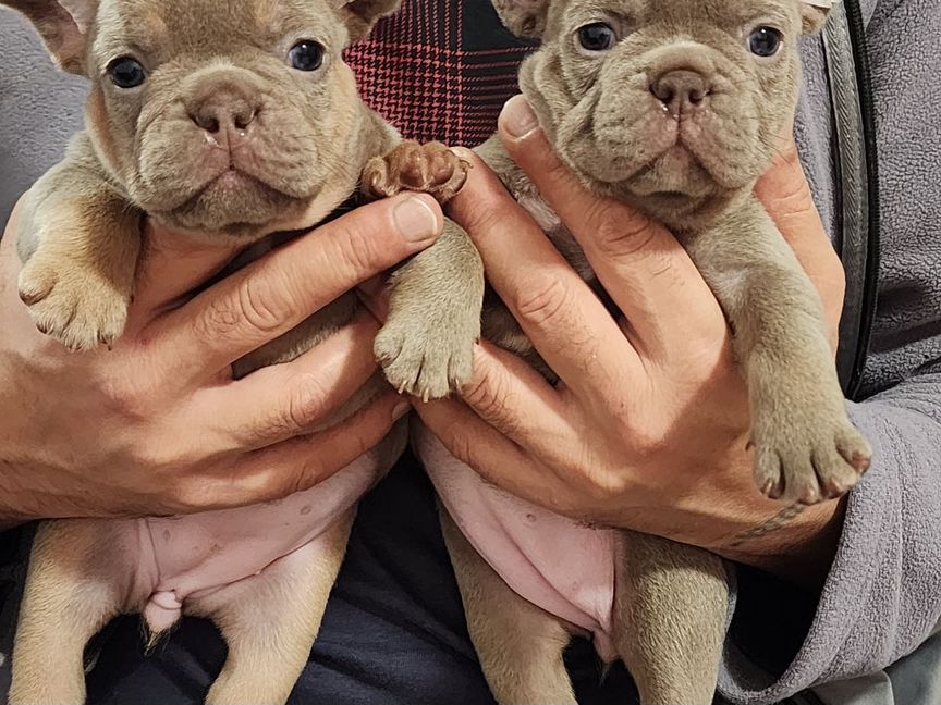 Девочки красавицы