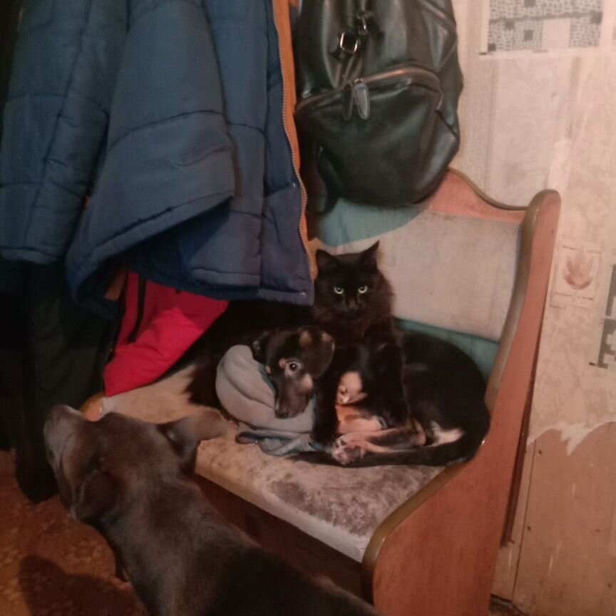 Щенок в добрые руки