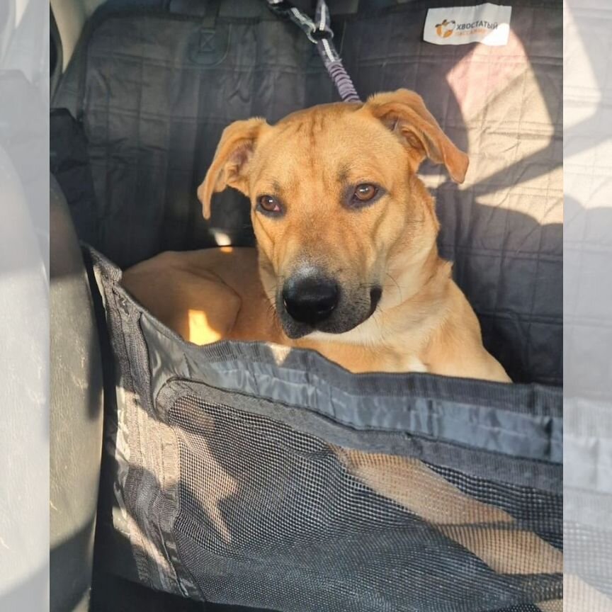 Взрослый пёс в добрые руки