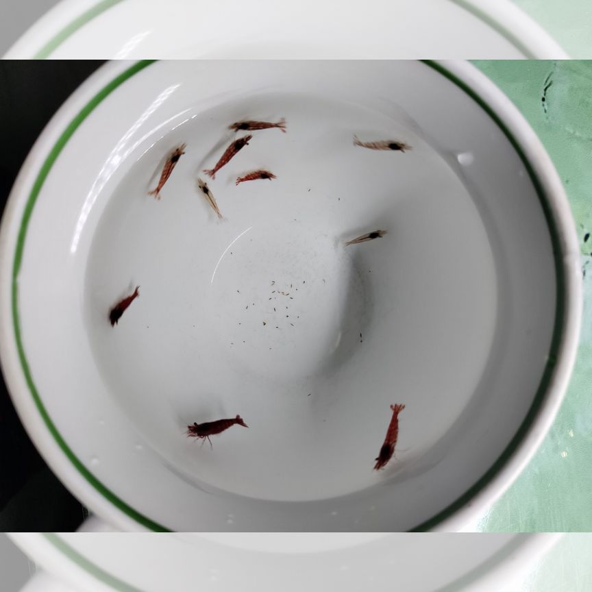 Креветки вишня