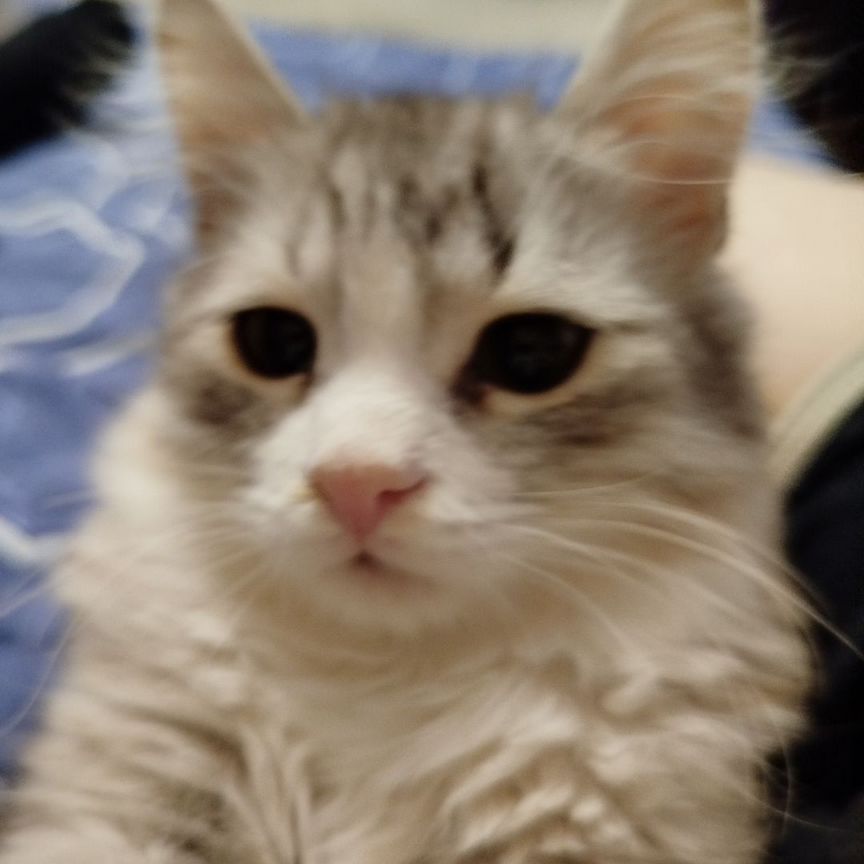 Котенок в добрые руки