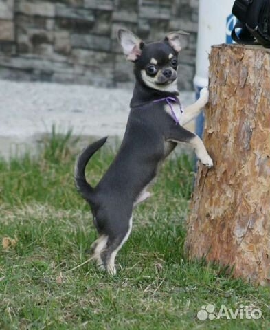 Чихуахуа мальчик голобо - подпалого окраса