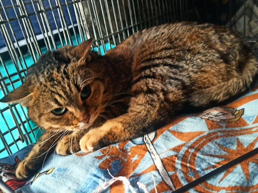 Котята в добрые руки бесплатно