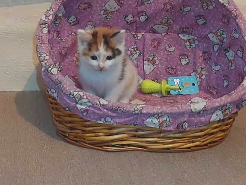 Котенок девочка трехцветная