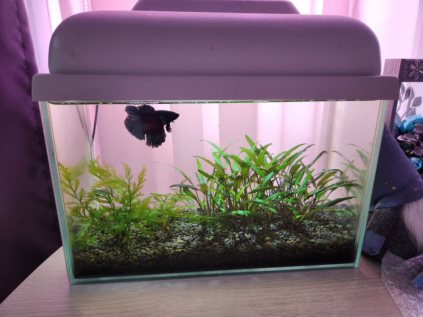 Аквариум 10 литров с петушком
