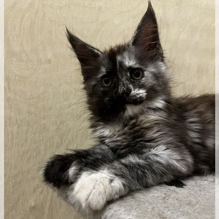 Мейн-кун котёнок