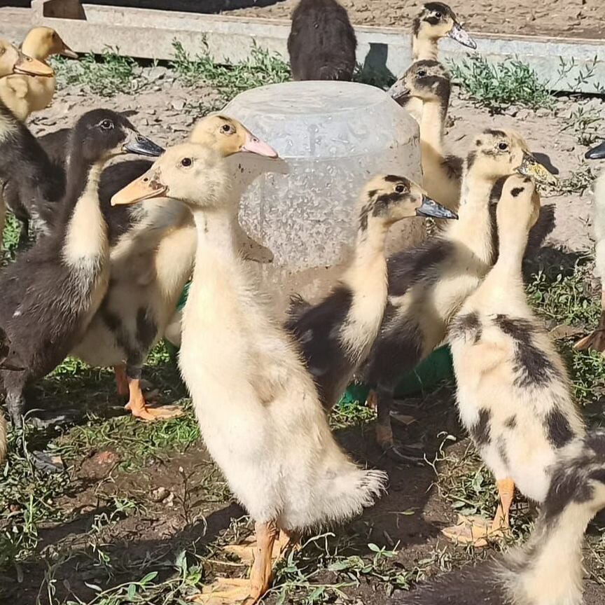 Индийский бегунок утята