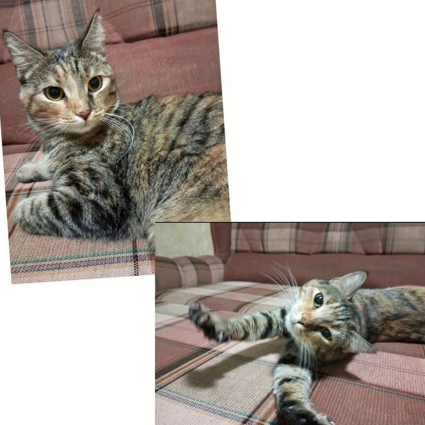 Тигруша ищет семью