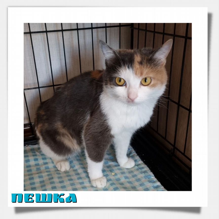 Кошка
