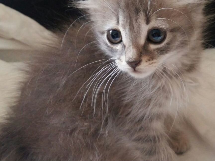 Пушистый котенок 1 мес