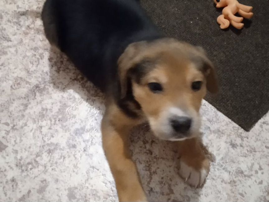 Щенок русской гончей