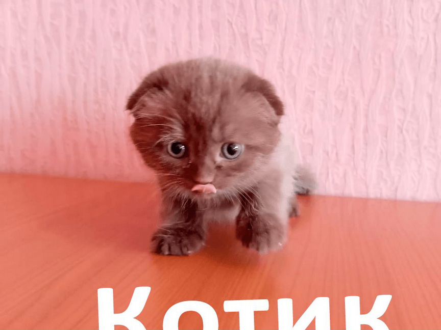 Шотландский вислоухий котёнок