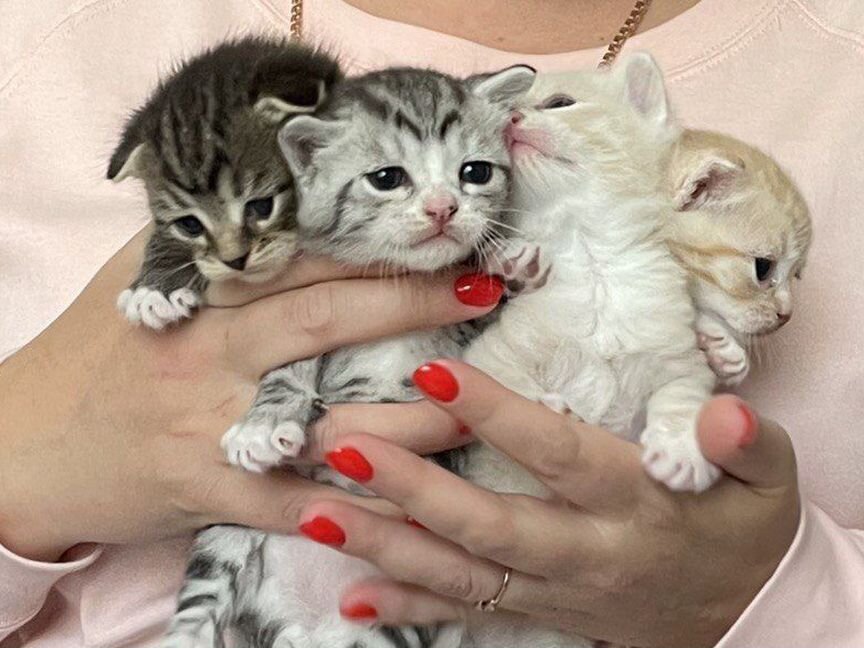 Шотландские котята