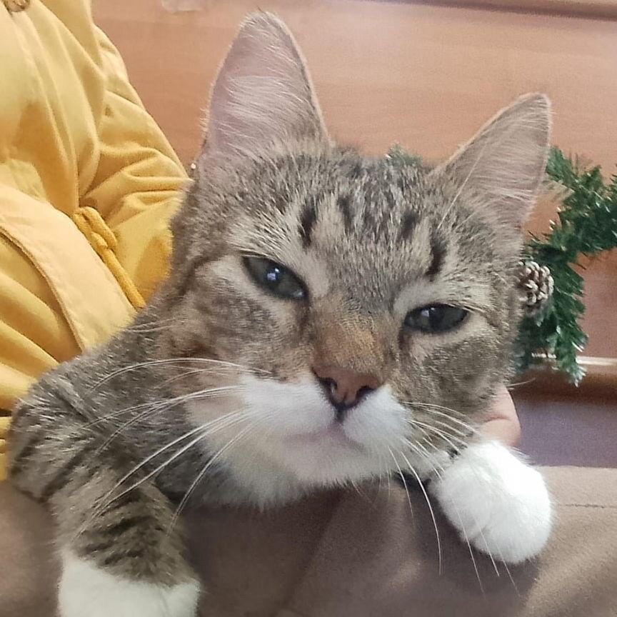 Кошечке лапушке нужен дом