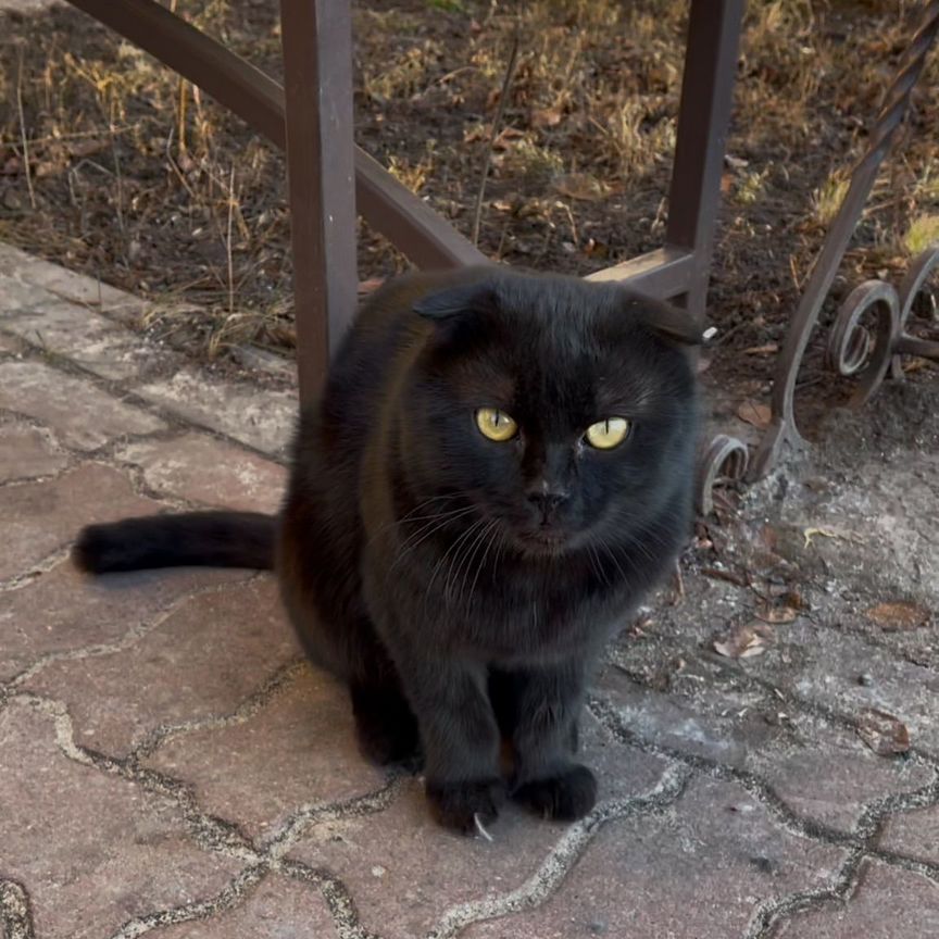 Котик в добрые руки