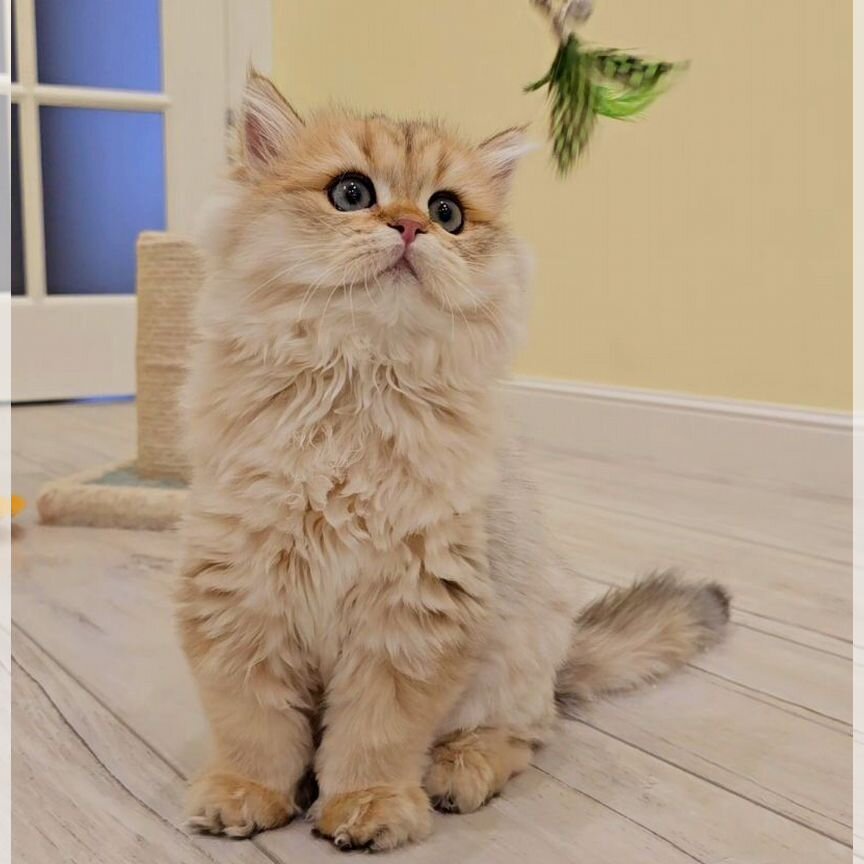 Британские золотые котята