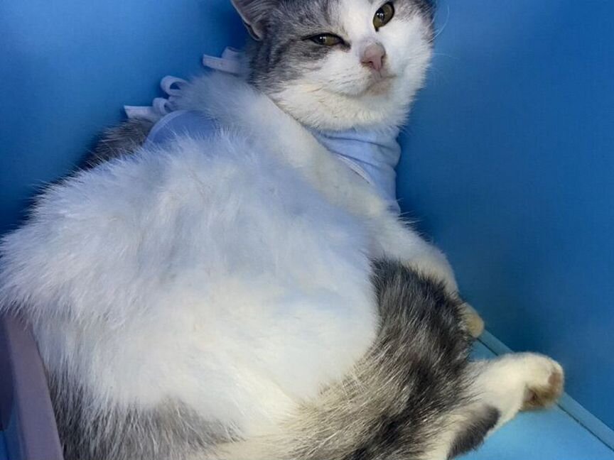 Её бросили умирать.Сегодня снова она будет в беде