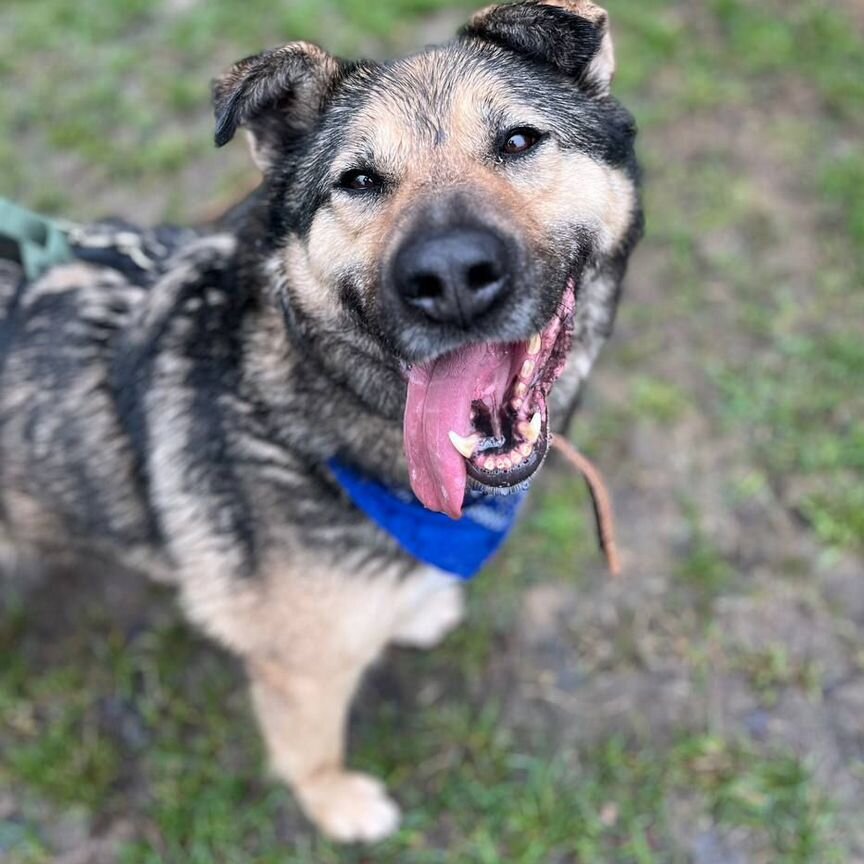 Взрослый пёс в добрые руки