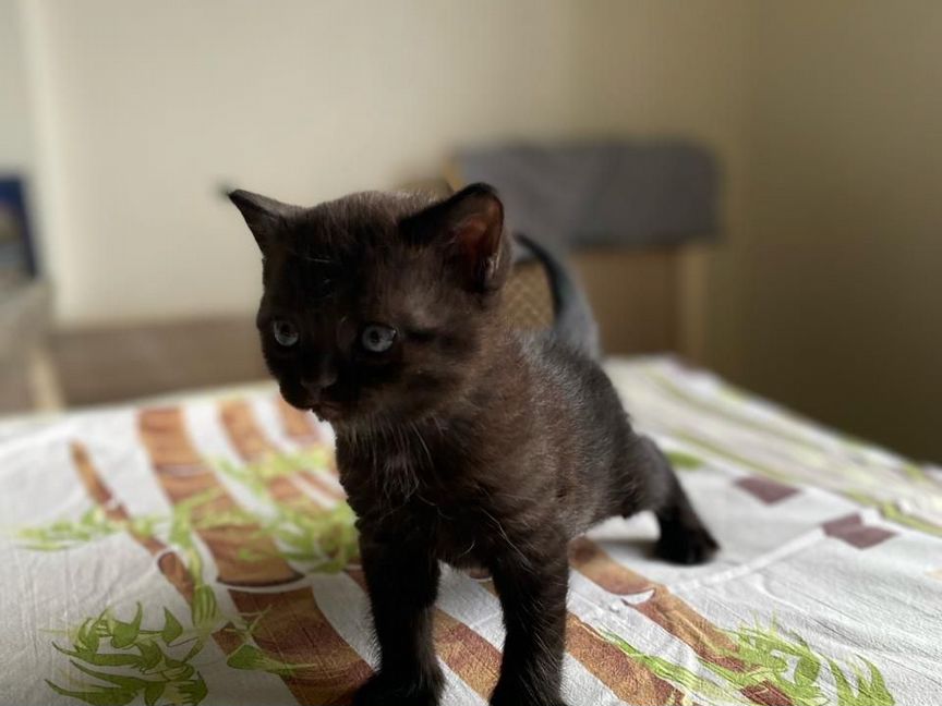Шотландская Шоколадная котенок девочка