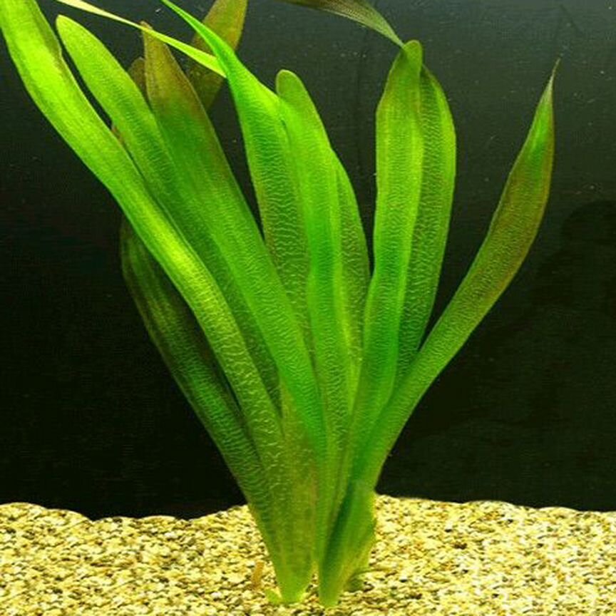 Валлиснерия гигантская