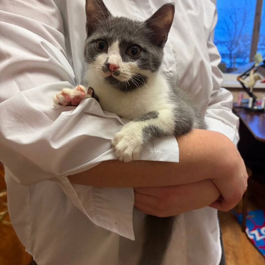 Котёнок в добрые руки