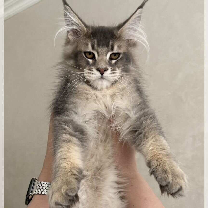 Мейн-кун котёнок