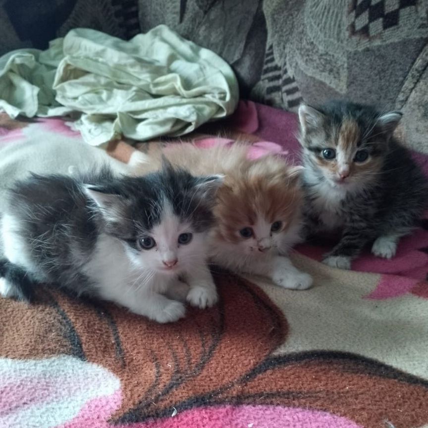 Отдам котят в добоые руки